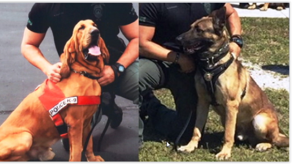 Encuentran muertos dos perros de la policía de Hialeah