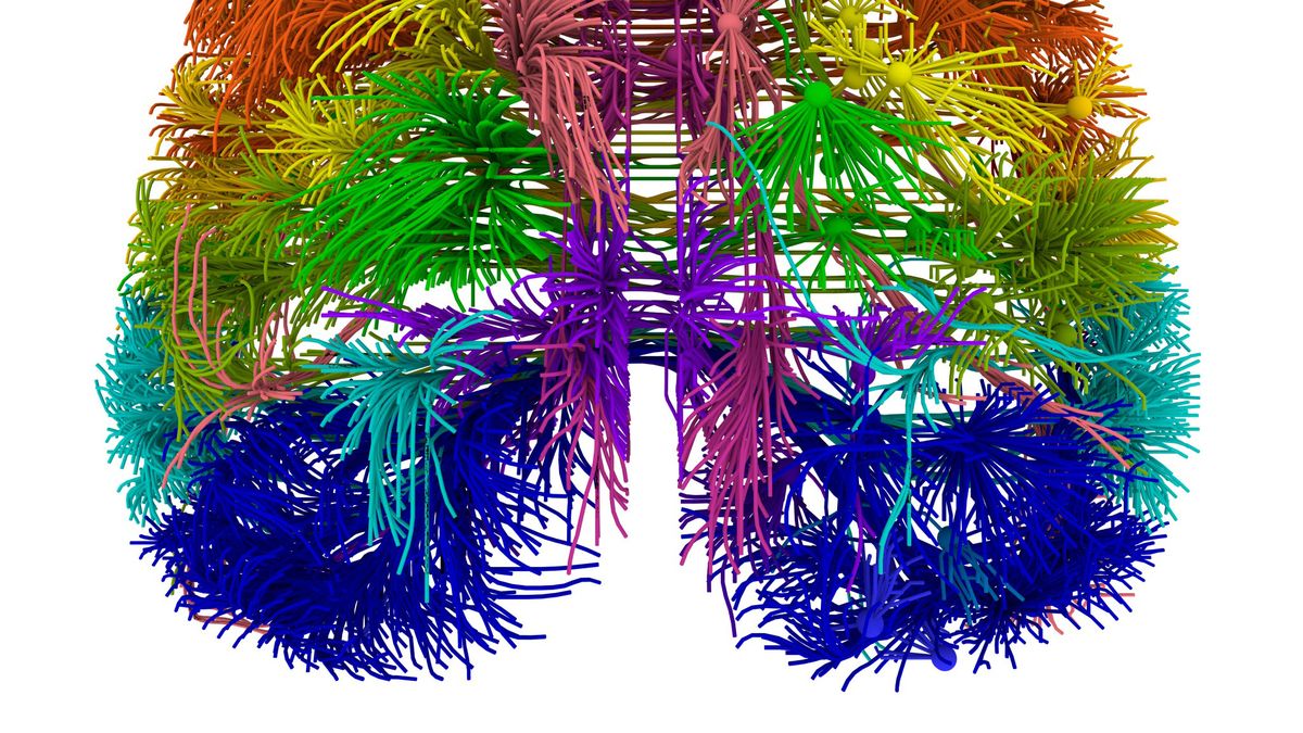 Crean diagrama del cableado del cerebro de ratones