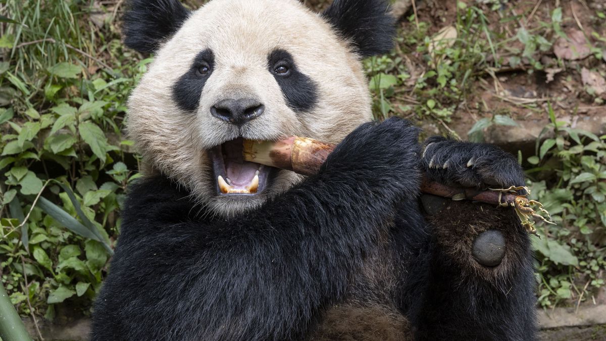 Una pareja de pandas gigantes viajará de China a San Diego dentro de un ...