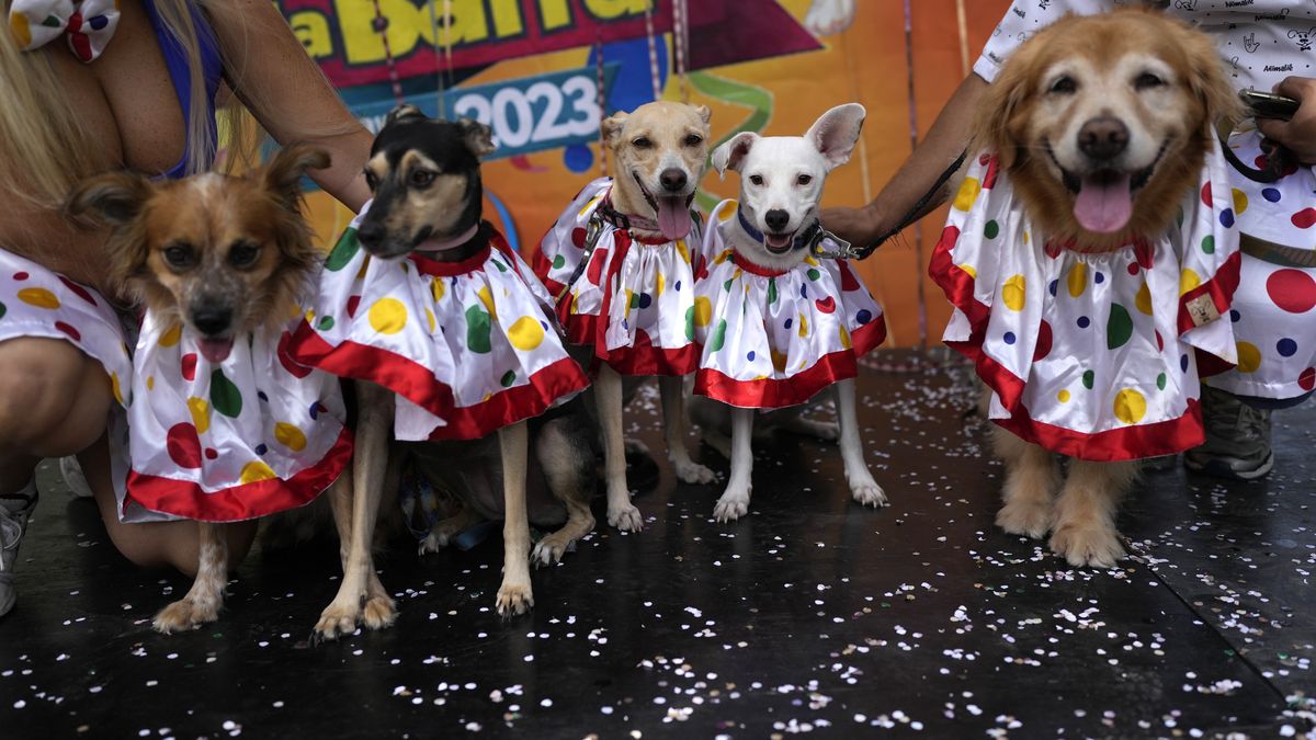 Perros disfrazados desfilan en fiesta de Carnaval de Río