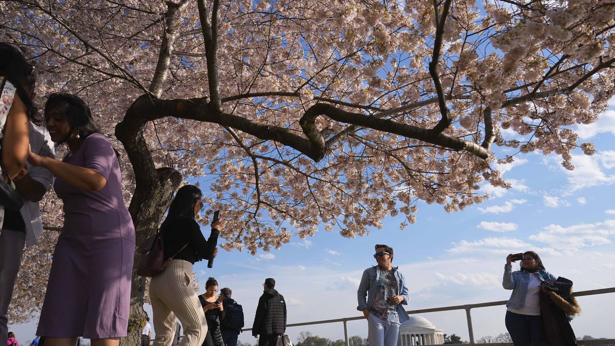 Japón regalará 250 cerezos nuevos a EEUU para reemplazar los cientos ...