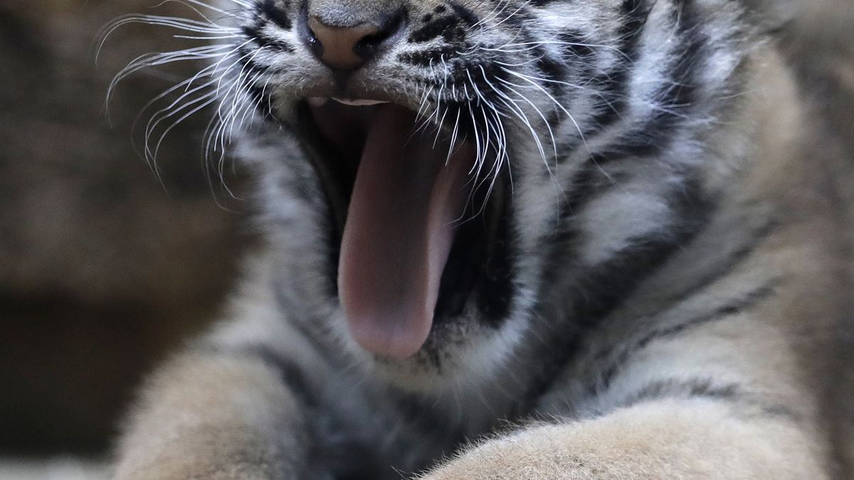 Nacen tigrillos mellizos en peligro de extinción en Praga