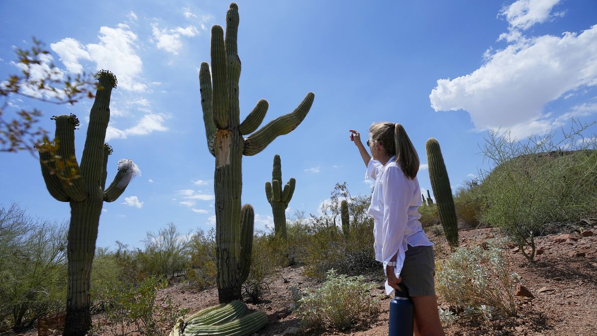 Calor extremo en Phoenix también estresa a saguaros, árboles frutales y ...