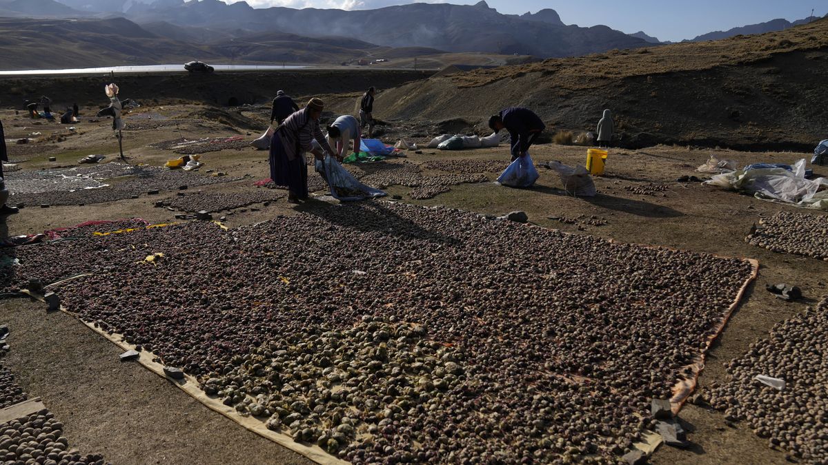 El chuño boliviano, un secreto para que la papa sea eterna