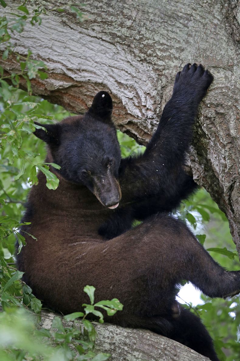 Oso asustado pasa una semana en barrio de Louisiana