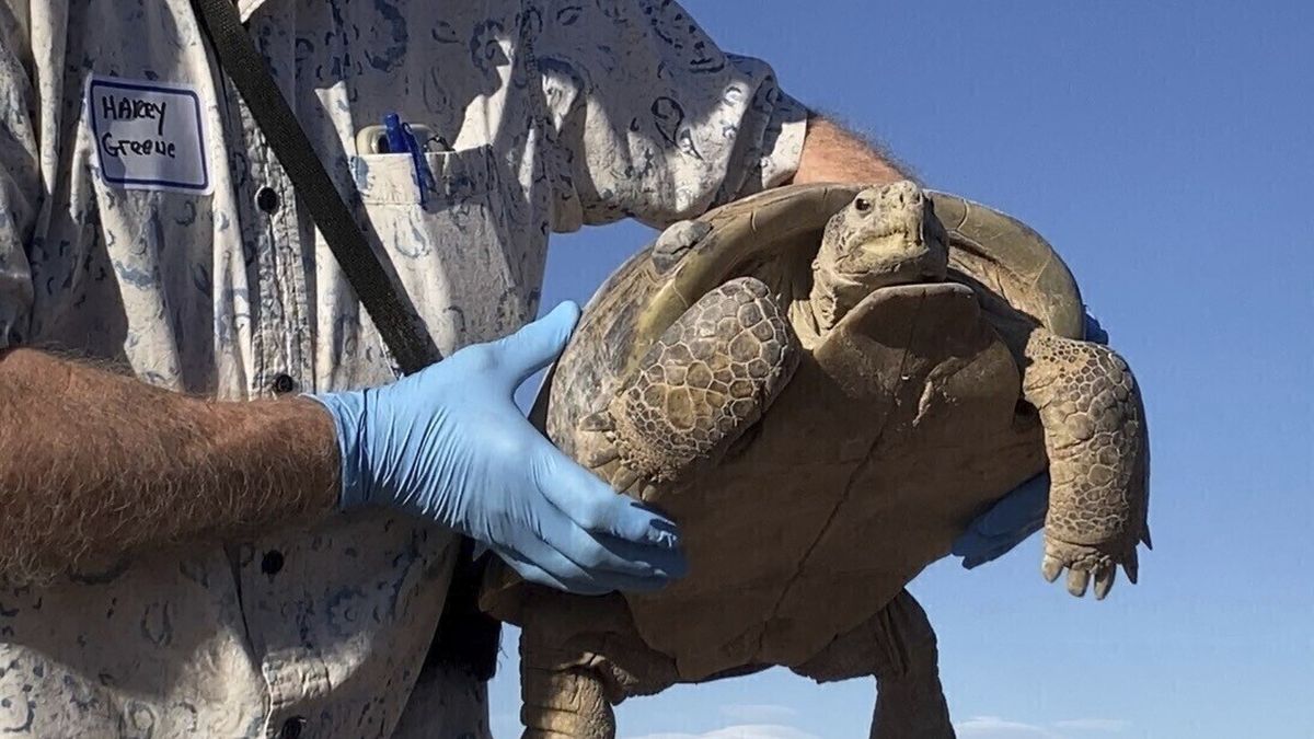 Biólogos ayudan a preservar la tortuga del Bolsón, la más grande y rara ...