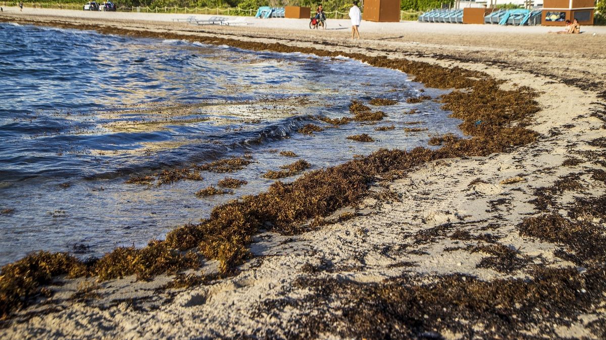Miami Beach ya siente el regreso del sargazo, un alga invasora que amenaza con arruinar sus playas