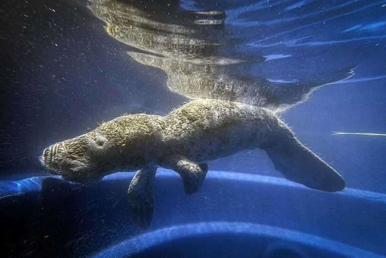 Un joven manatí reaviva la esperanza en Amazonía para esta especie en ...