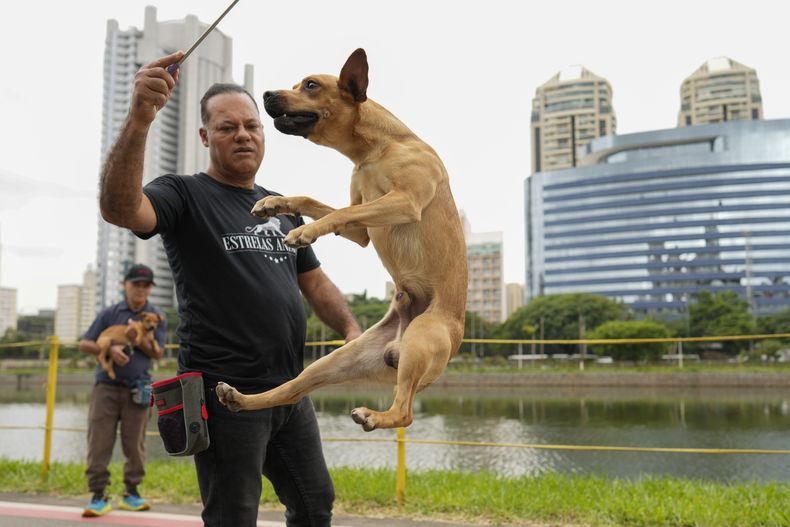 Olvide el fútbol y la samba. Este perro callejero color caramelo es el ...