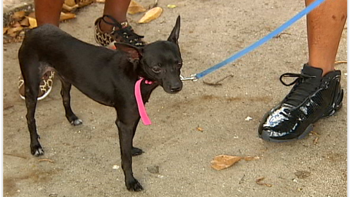 Perro balsero cubano llega a Miami con sus dueños