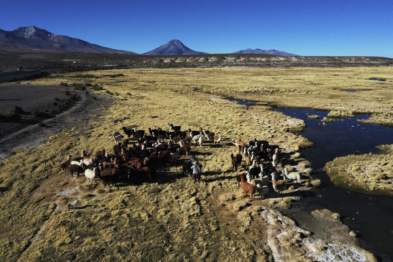 Entre alpacas, hilos y telares, artesanas aymaras conservan la ...