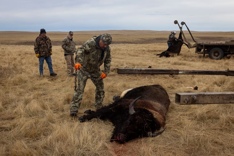 Tribus que restauraron poblaciones de bisontes sacrifican algunos por ...