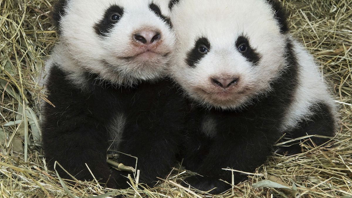 El Zoo de Viena anuncia nombres de sus cachorros panda