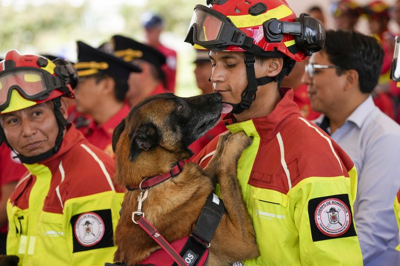 Perros bombero que ayudaron a sobrevivientes de catástrofes ...