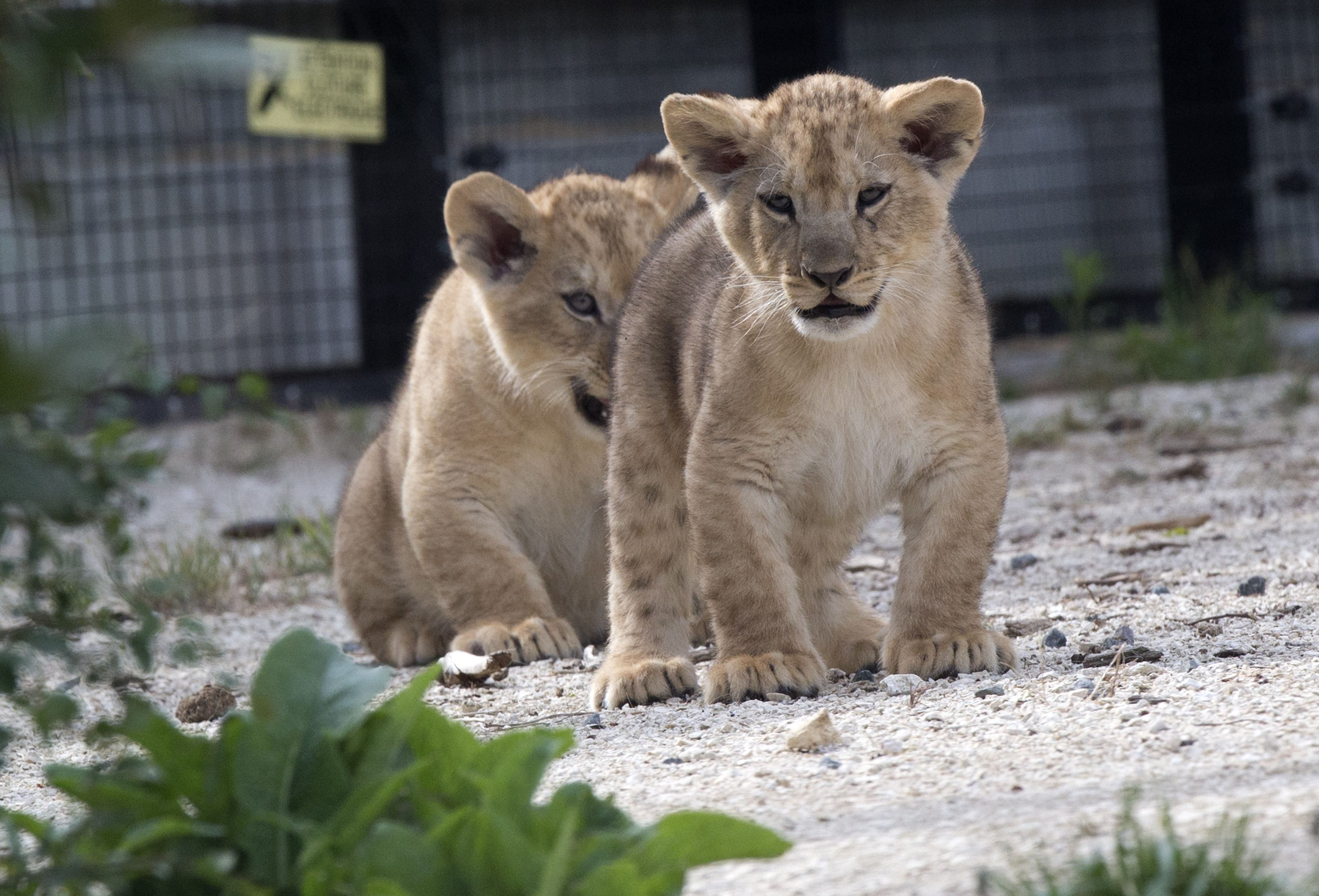 Presentan a tres cachorros de león en zoológico de París