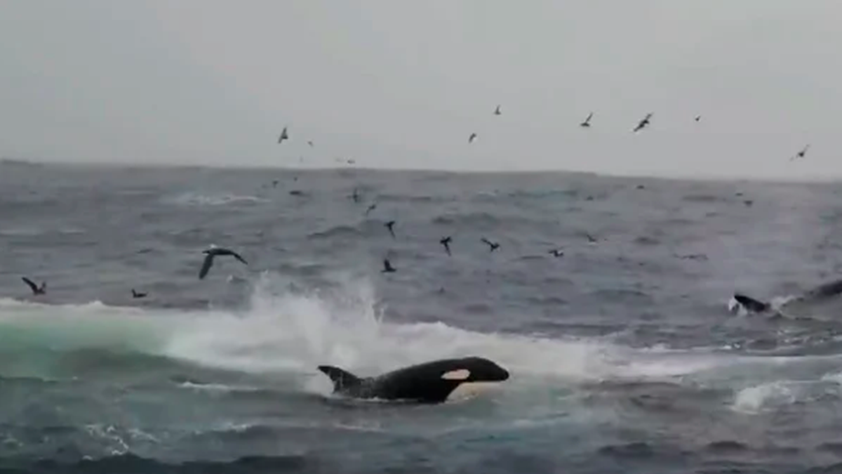 Por primera vez filmaron a orcas cazando al animal más grande del planeta