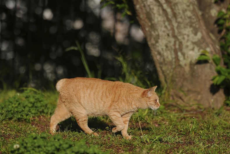 En Japón, los gatos sin cola se consideran de buena suerte y Nagasaki ...