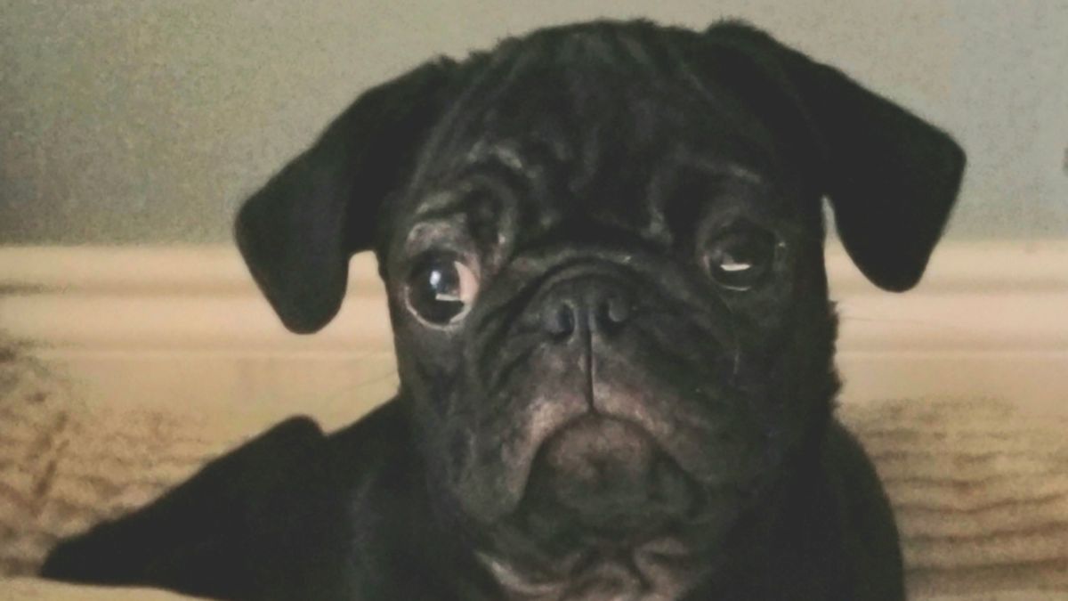 Mujer lanza a perro de balcón durante pelea con exnovio