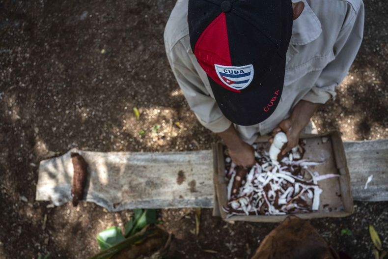Casabe, el ancestral alimento cubano busca un espacio en la Unesco