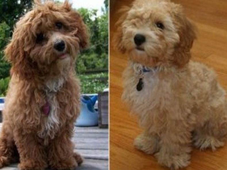 Crean un perro que es siempre cachorro