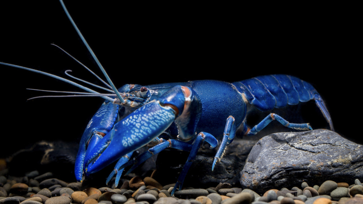 Una en dos millones: Capturan una langosta azul extremadamente rara ...