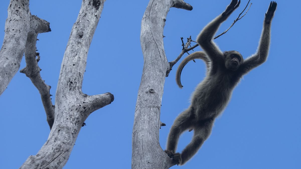 40 años de investigación científica para salvar al mono más grande de ...