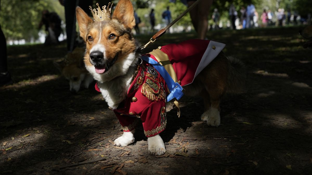 Realizan desfile de corgis en recuerdo de la reina Isabel II