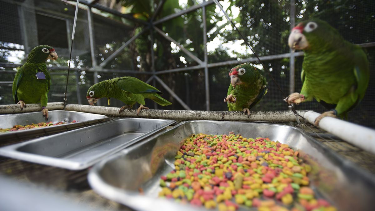 Expertos buscan salvar la cotorra puertorriqueña tras María
