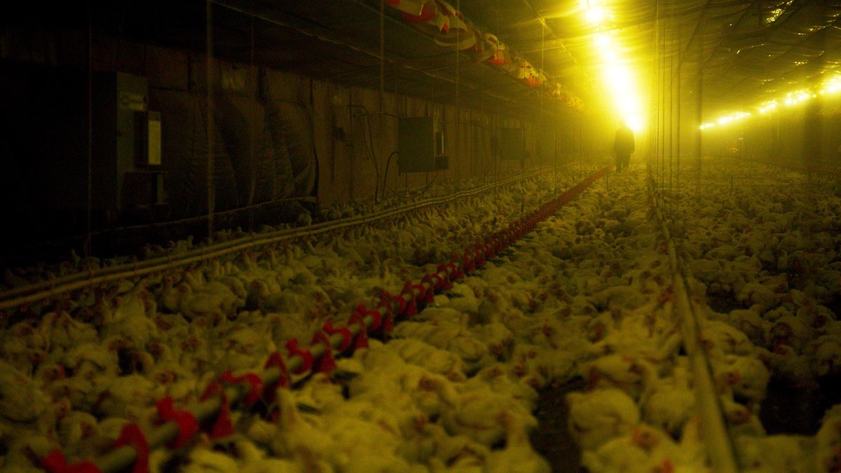 Portman presenta documental de crítica a la cría intensiva