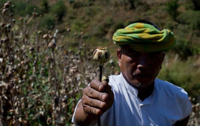 El cultivo de opio en Myanmar alcanza su nivel más alto en una década ...