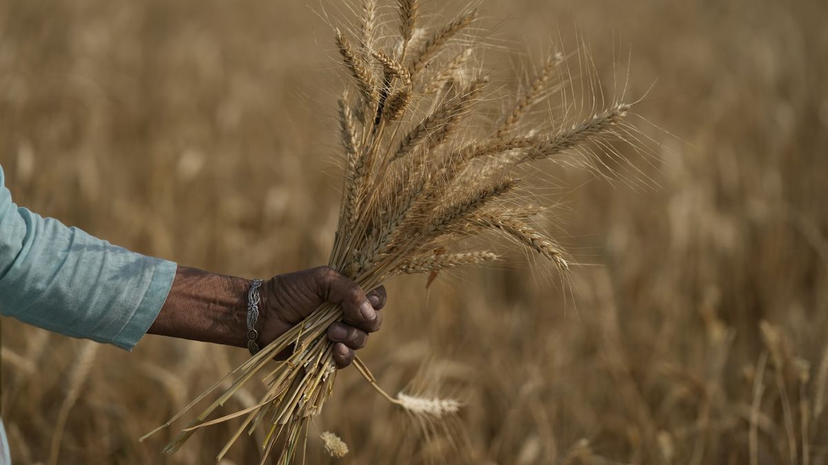 Ola de calor abrasa la cosecha de trigo de India