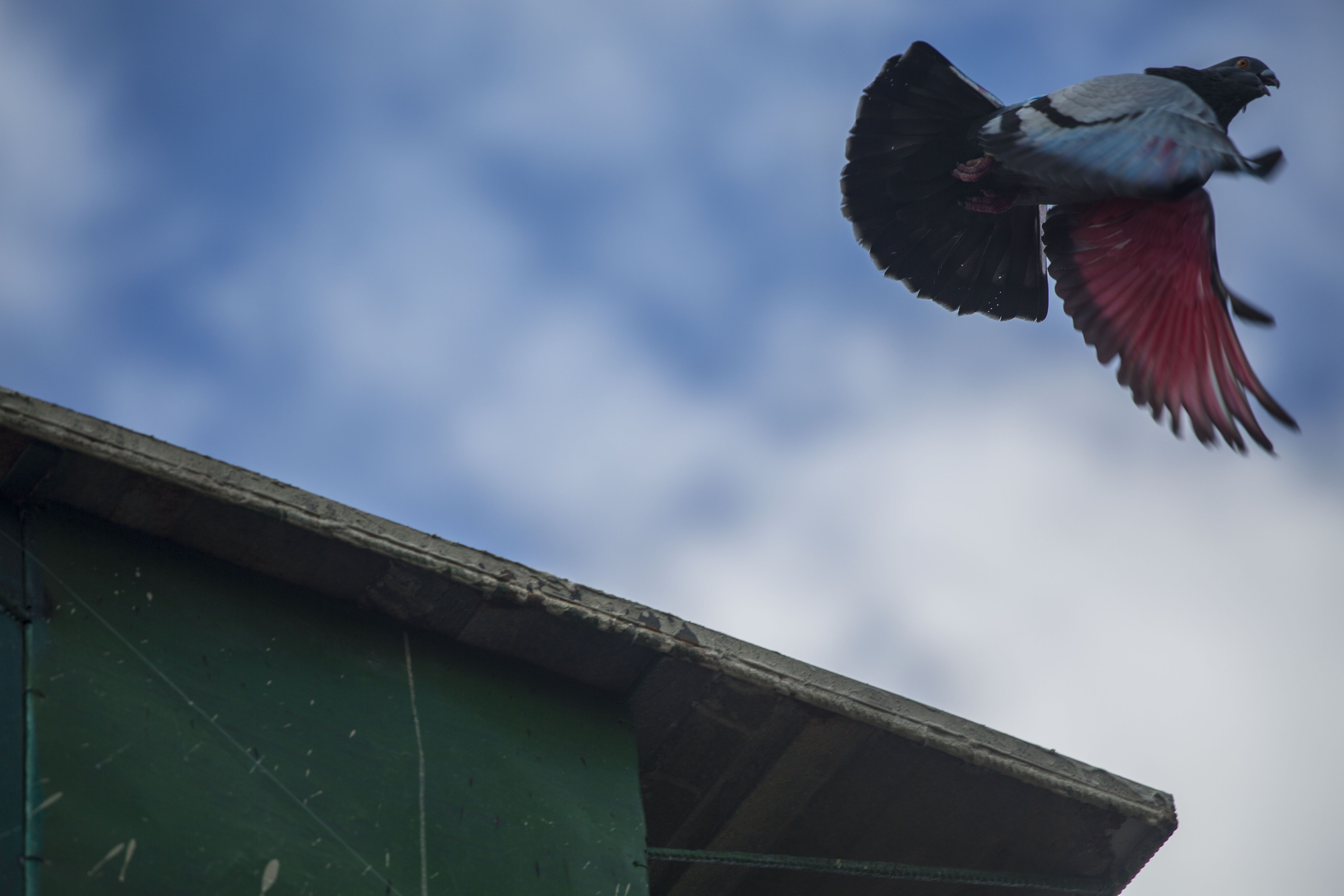La cría y competencias de palomas se vuelven furor en Cuba