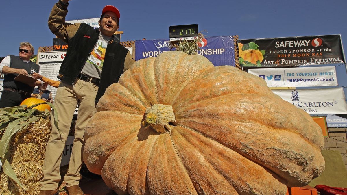 Calabaza de casi una tonelada gana concurso en California
