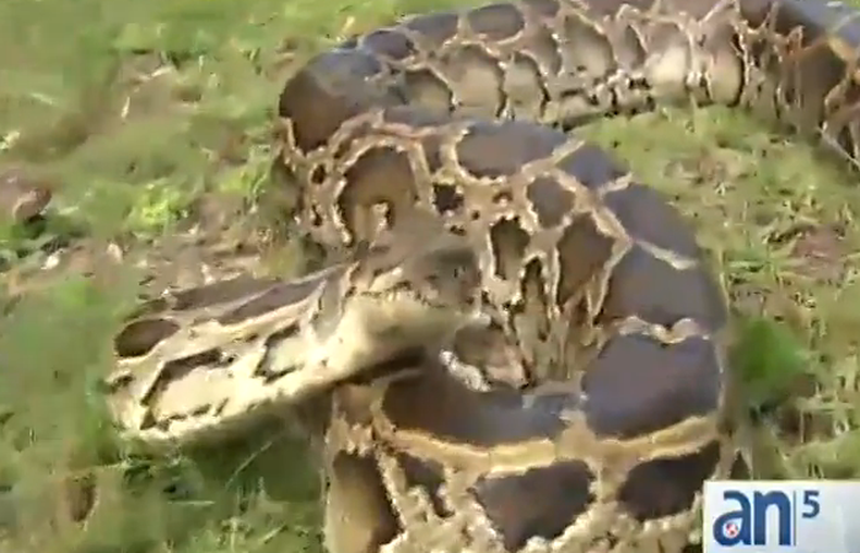 Serpientes Pitón en Miami