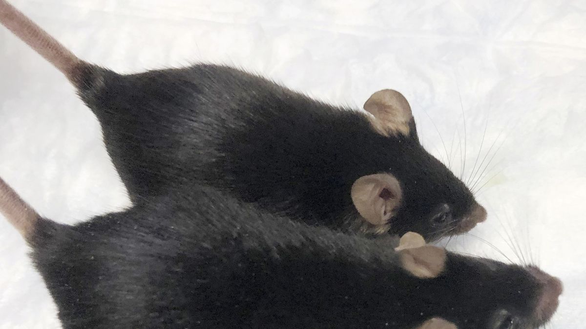 Estudio con ratones musculosos da esperanzas a astronautas