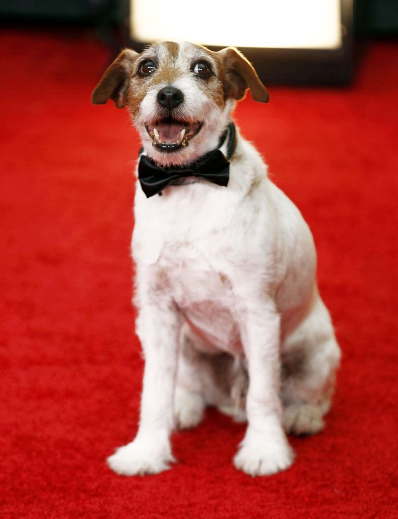 Muere Uggie, el perro de The Artist