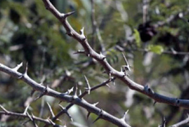 La Cuba del recuerdo | El Marabú en Cuba