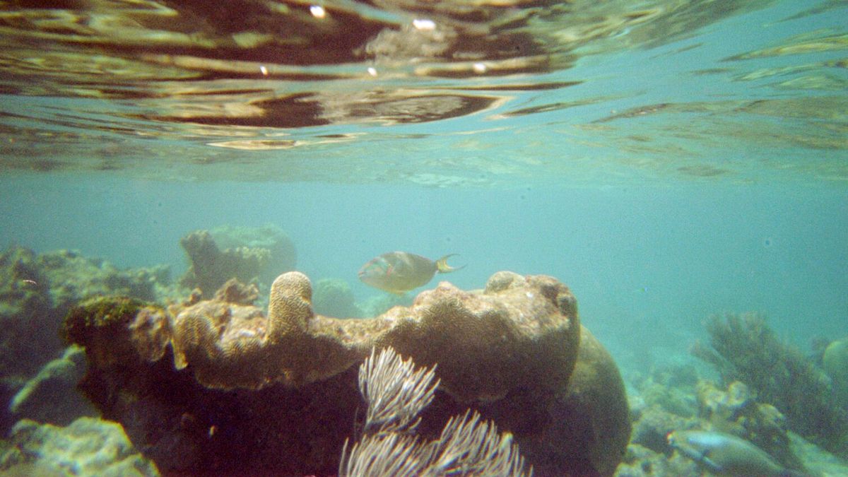 Científicos elaboran mapa del lecho marino del Caribe