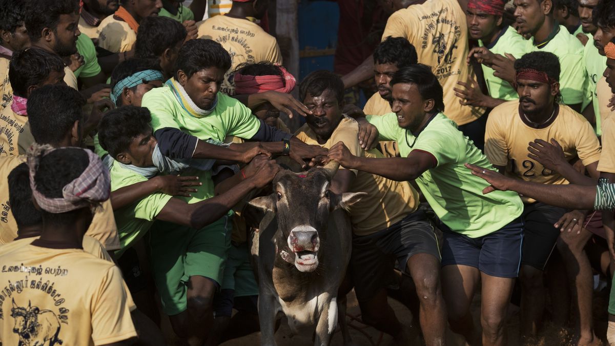 Vuelven las corridas de toros al sur de la India